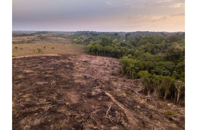 The Amazon rainforest is disappearing quickly and threatening ...
