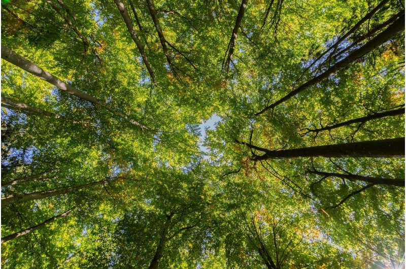 Boise is trying to fight climate change, inequality with trees. Here’s ...