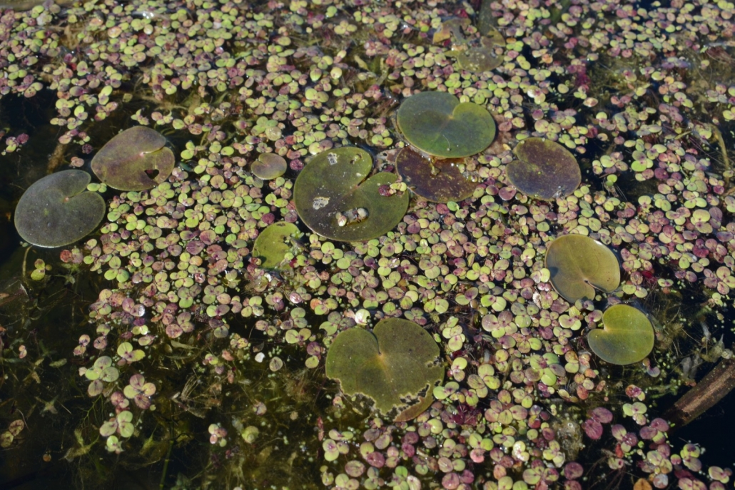 Control for Frog-bit and Water Soldiers – GET WET!