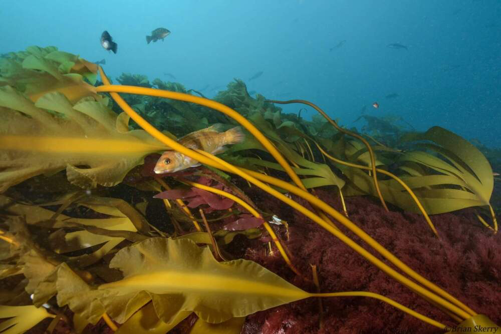New study reveals climate change toll on Maine’s kelp forests – GET WET!